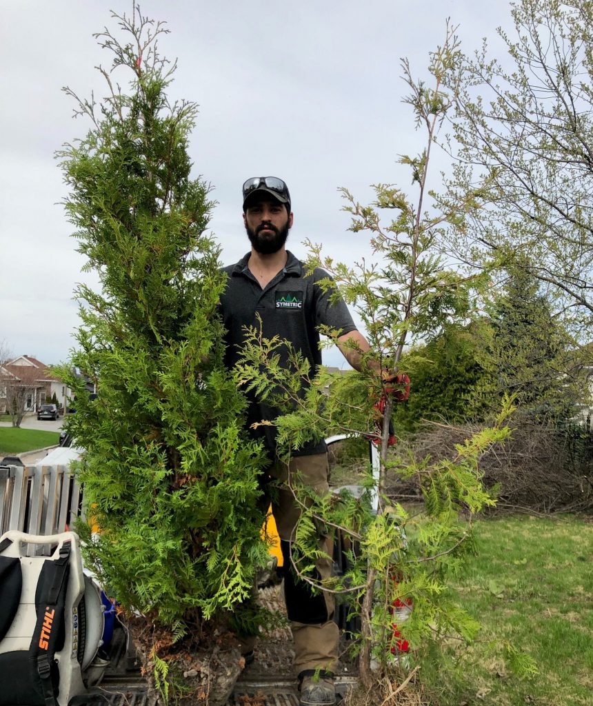 The different grades of cedars - Symetric Ottawa